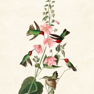 Columbian Hummingbirds Print, Pink Flowers & Birds Antique Illustration ...