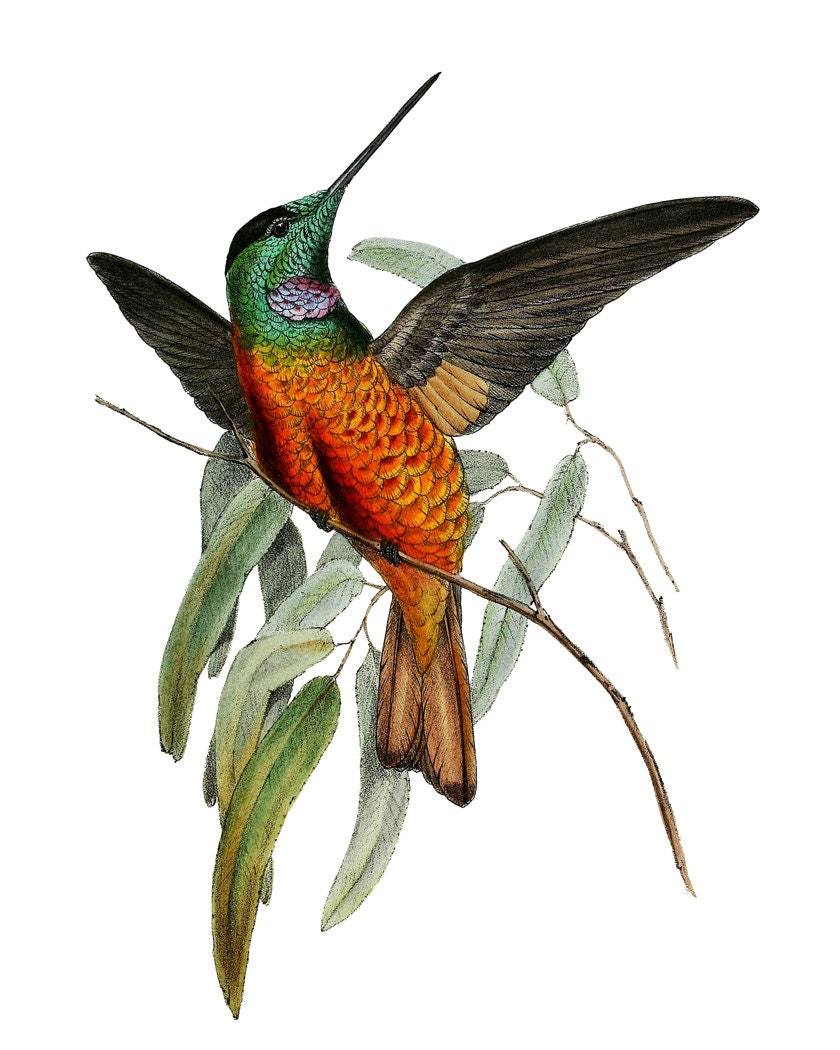 Hummingbird Art Print Blue-throated Star Frontlet Vintage - Etsy