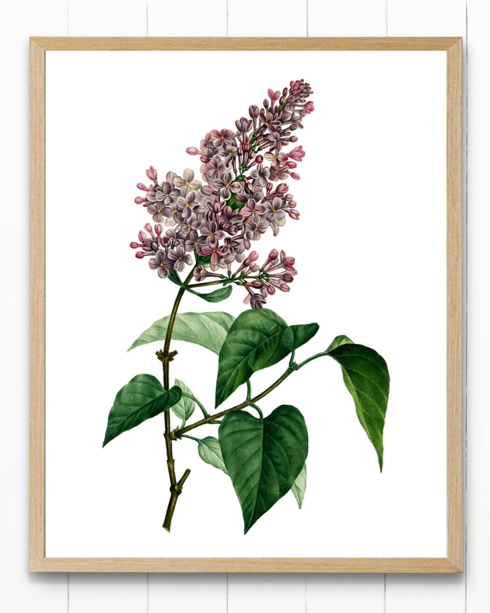 Lilac Printable Vintage Lilacs Illustration Flower Wall Art - Etsy