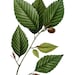 Botanical Print, White Beech Tree Leaves Vintage Illustration ...