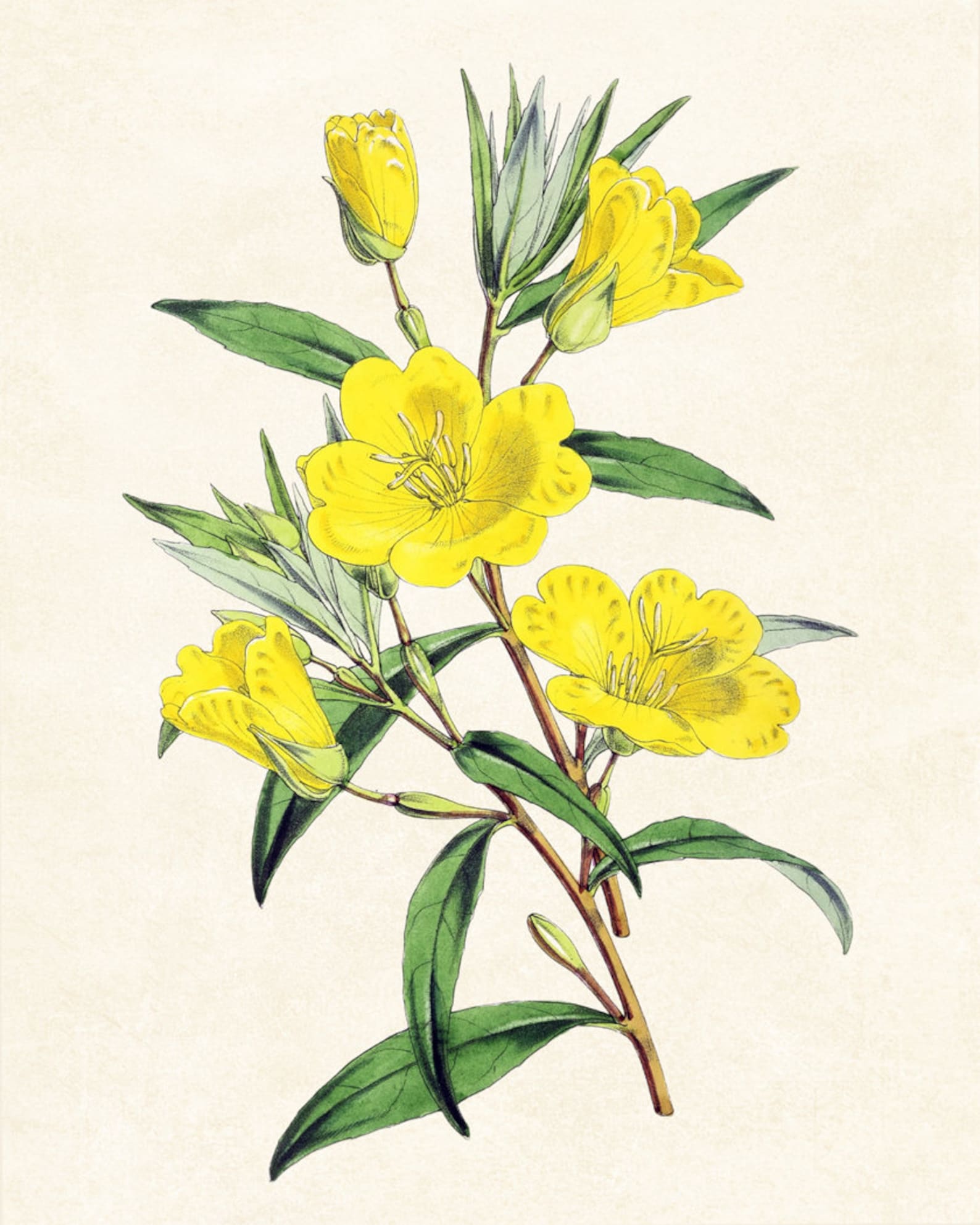 Yellow Evening Primrose Art Print Digital Download, Vintage Flower ...