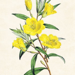 Yellow Evening Primrose Art Print Digital Download, Vintage Flower ...