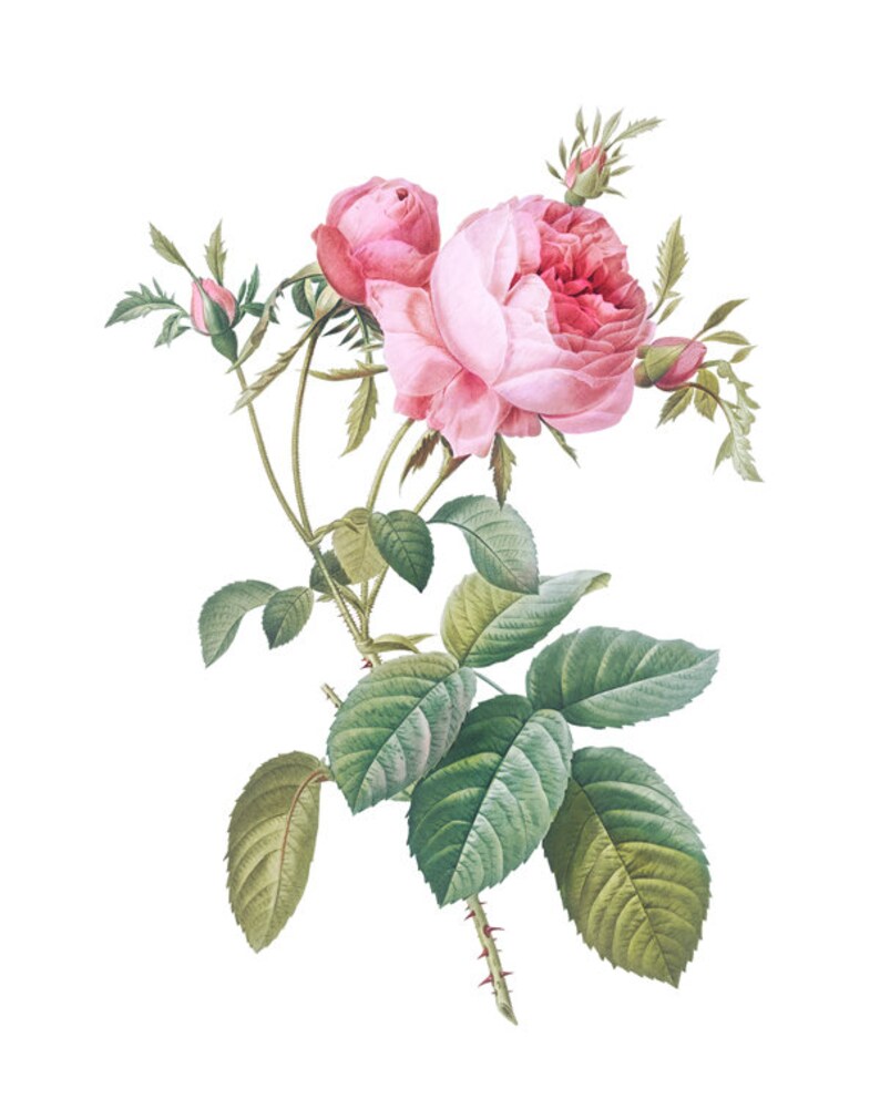 P.J. Redoute Art Rose Set of 12 8x10 Printables Vintage | Etsy