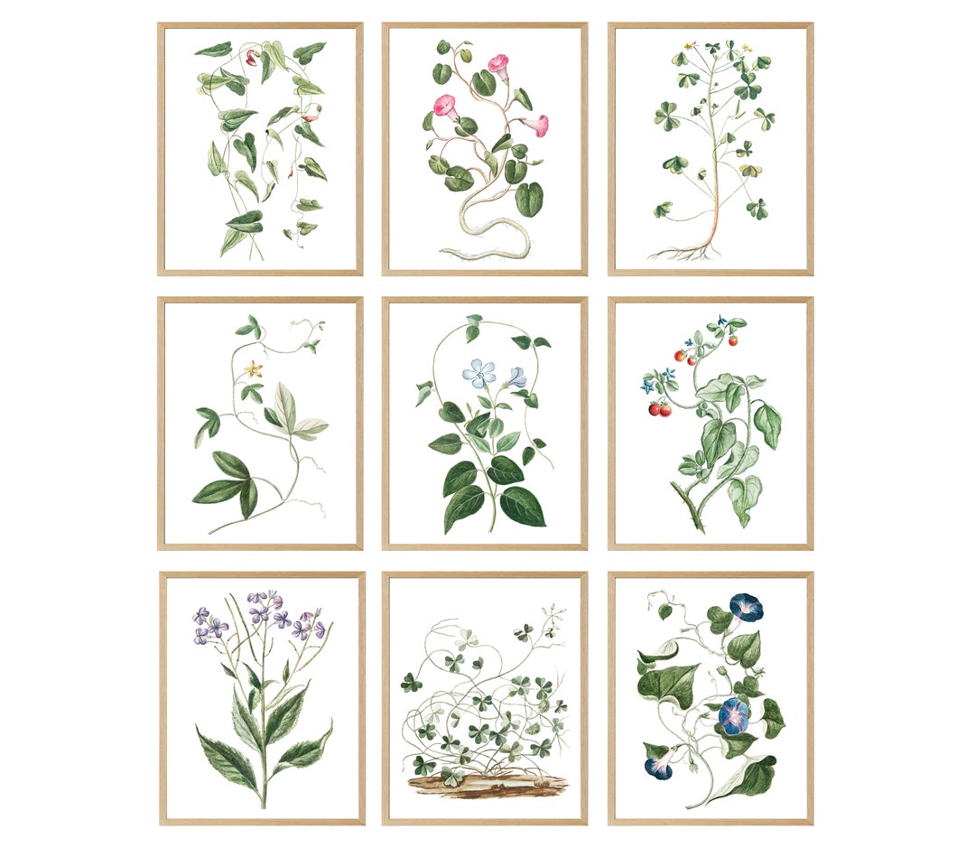 Set of 9 Botanical Art Digital Prints, Antique Italian Plant ...