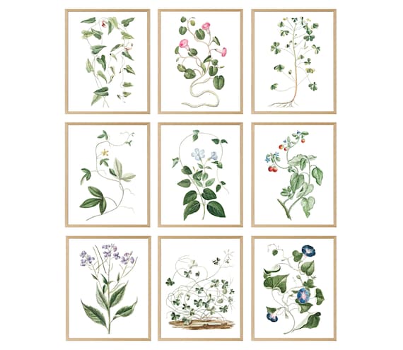 Italian Botanical Prints