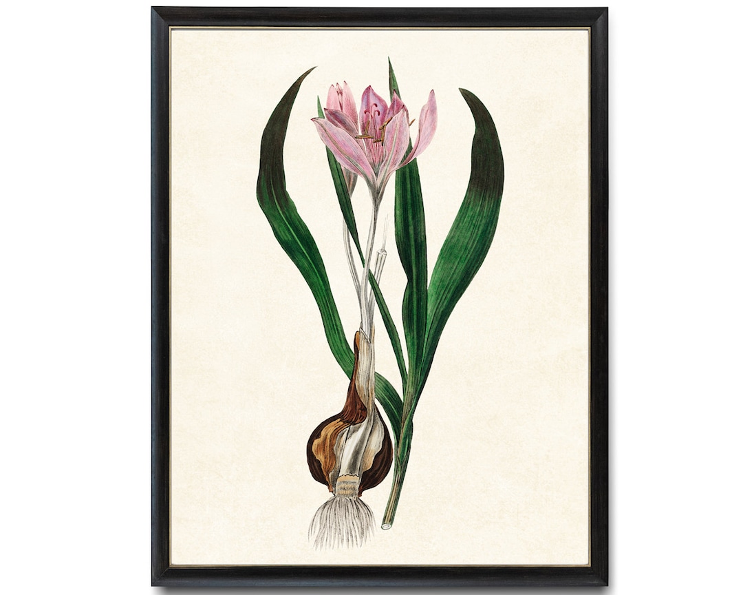 Digital Download 8x10 Art Print / Pink Autumn Crocus Plant Vintage ...