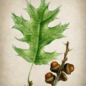 Black Oak Botanical Digital Print, Vintage Plant Illustration, Oak Leaf ...