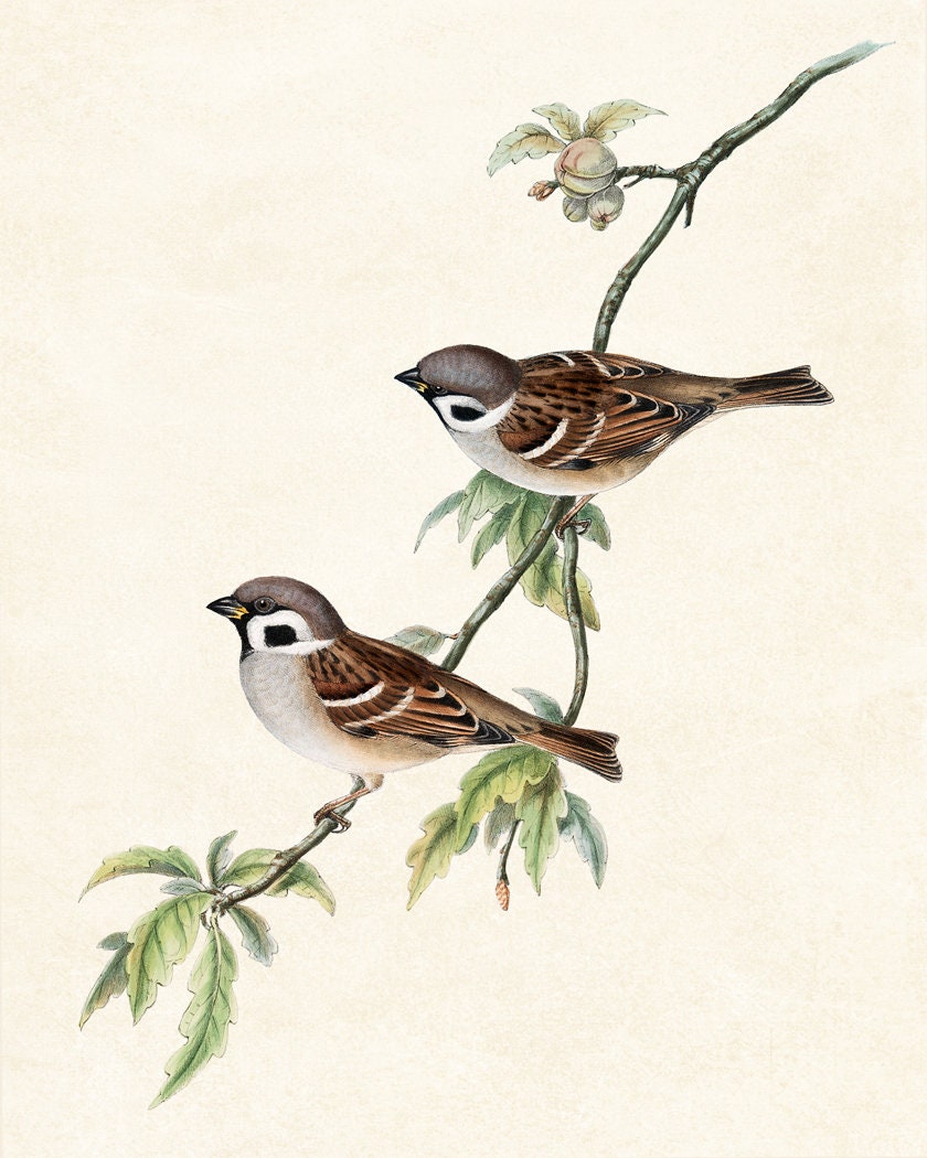Sparrow Bird Printable, Tree Sparrows Antique Illustration, Minimal ...
