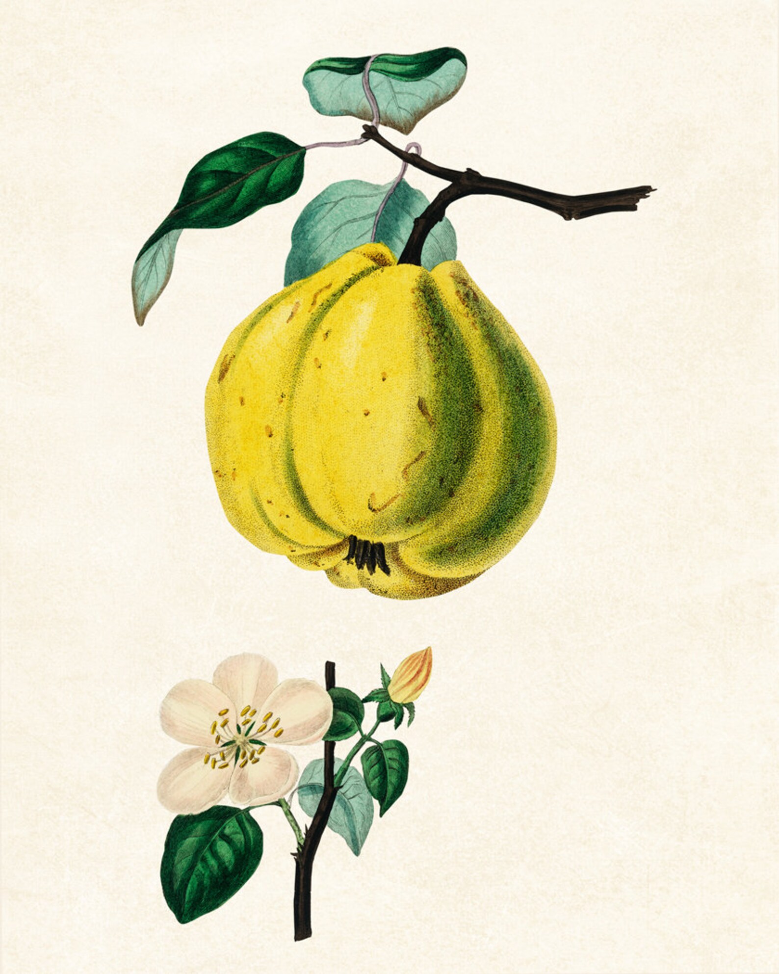 Digital Download 8x10 Art Print / Quince Plant Vintage Botanical ...