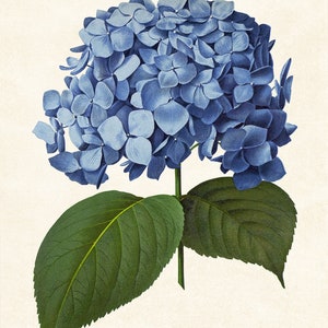 Blue Hydrangea Printable, Vintage Illustration, Flower Wall Art Print ...