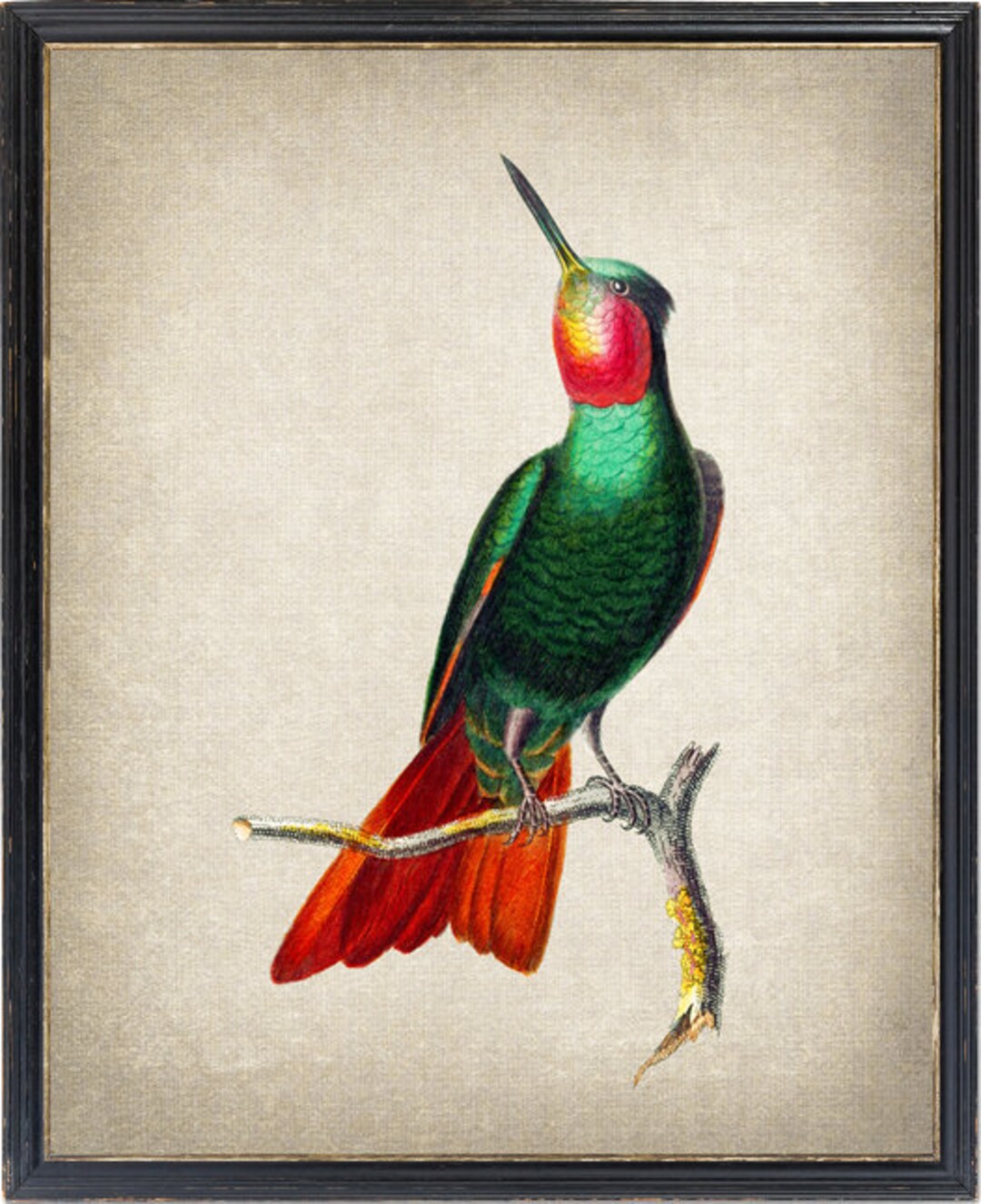 Print up to 24x30 Inches, Ruby Throat Green Hummingbird Digital ...