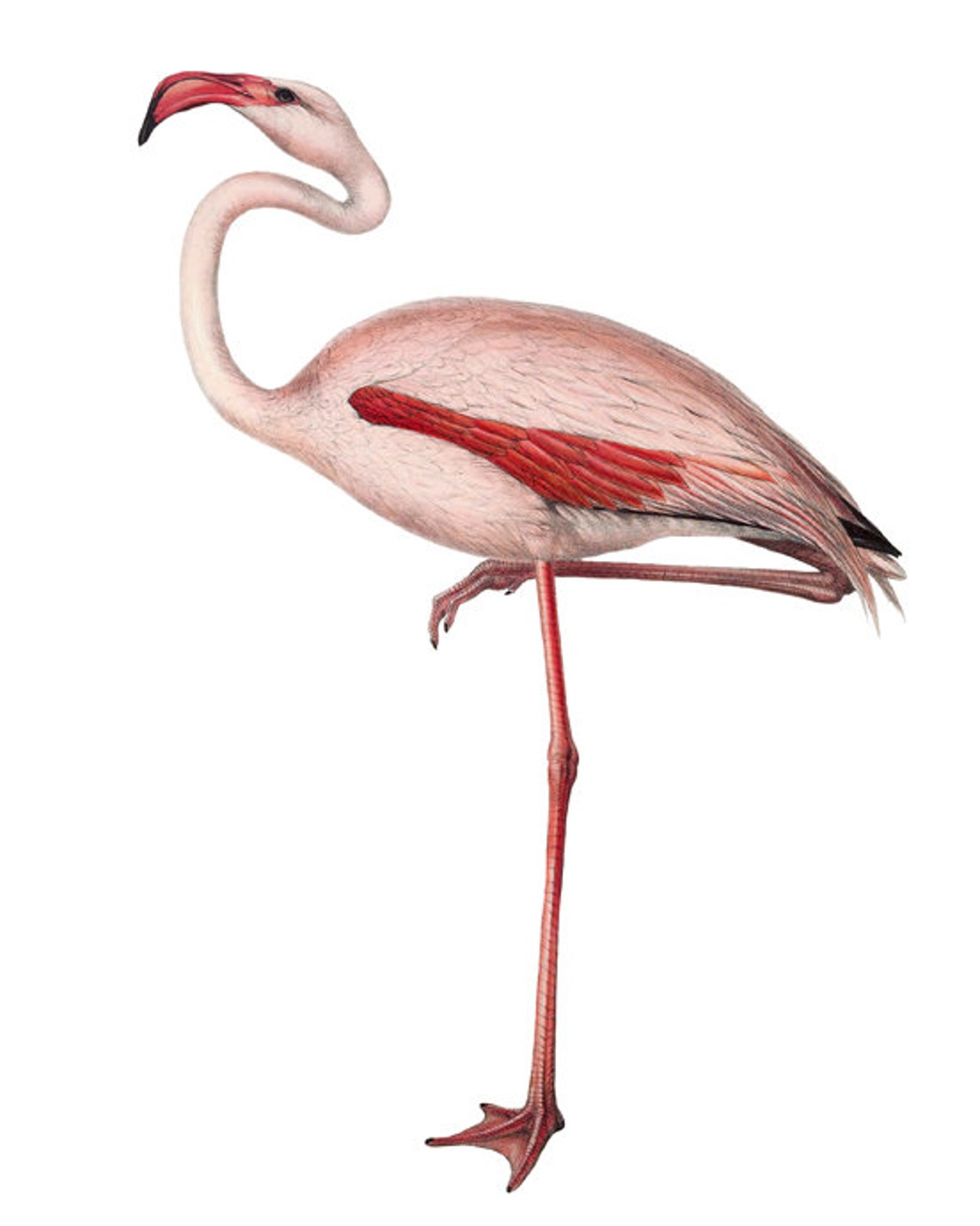Flamingo Printable Common Flamingo Vintage Illustration | Etsy