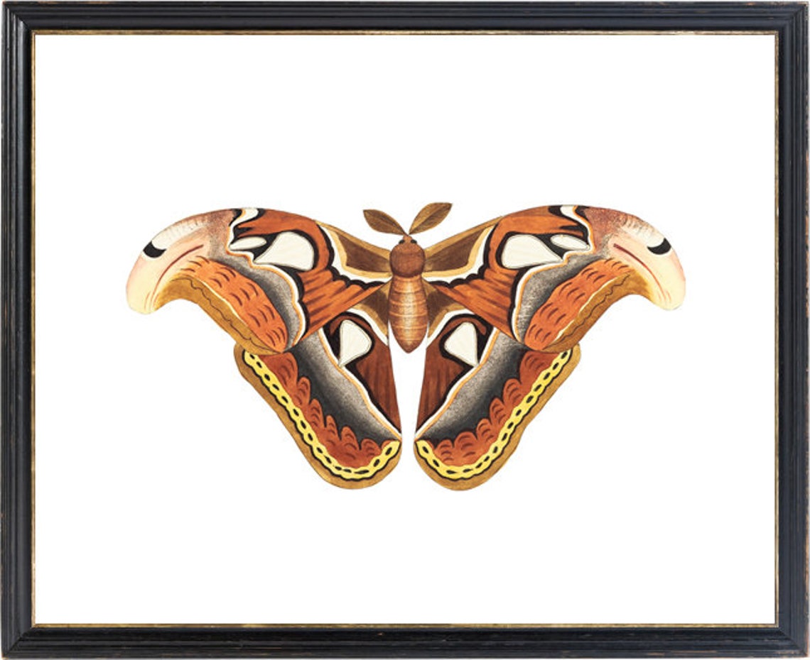 Atlas Moth Printable Art Vintage Insect Illustration Natural - Etsy