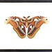 Atlas Moth Printable Art, Vintage Insect Illustration, Natural History ...