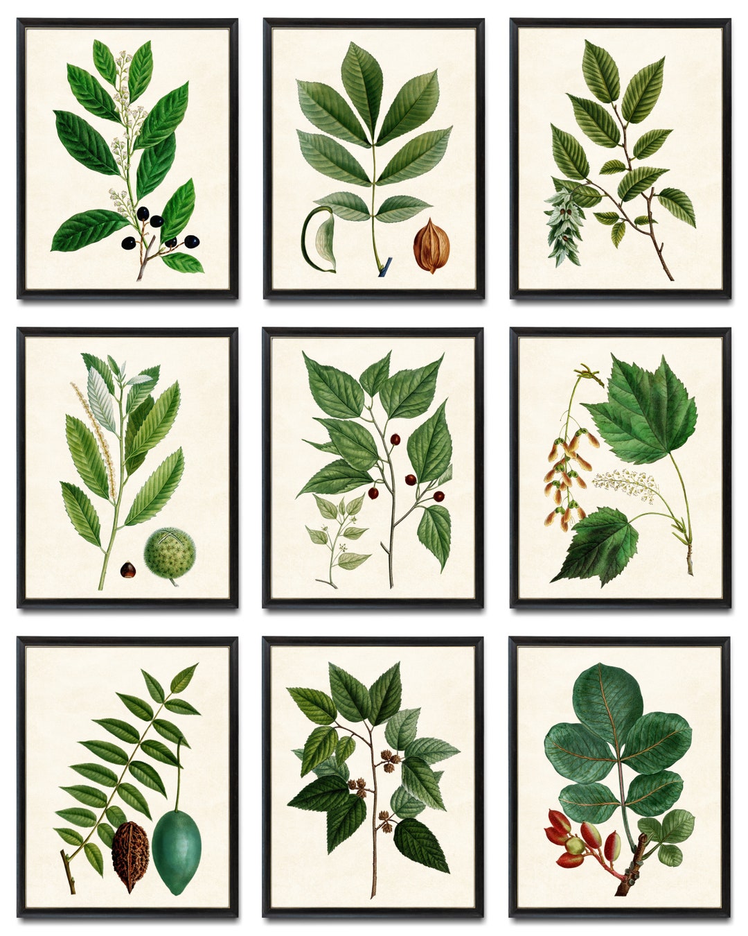 Set of 9 Printable Antique Botanicals, 1800's Plant Illustrations ...
