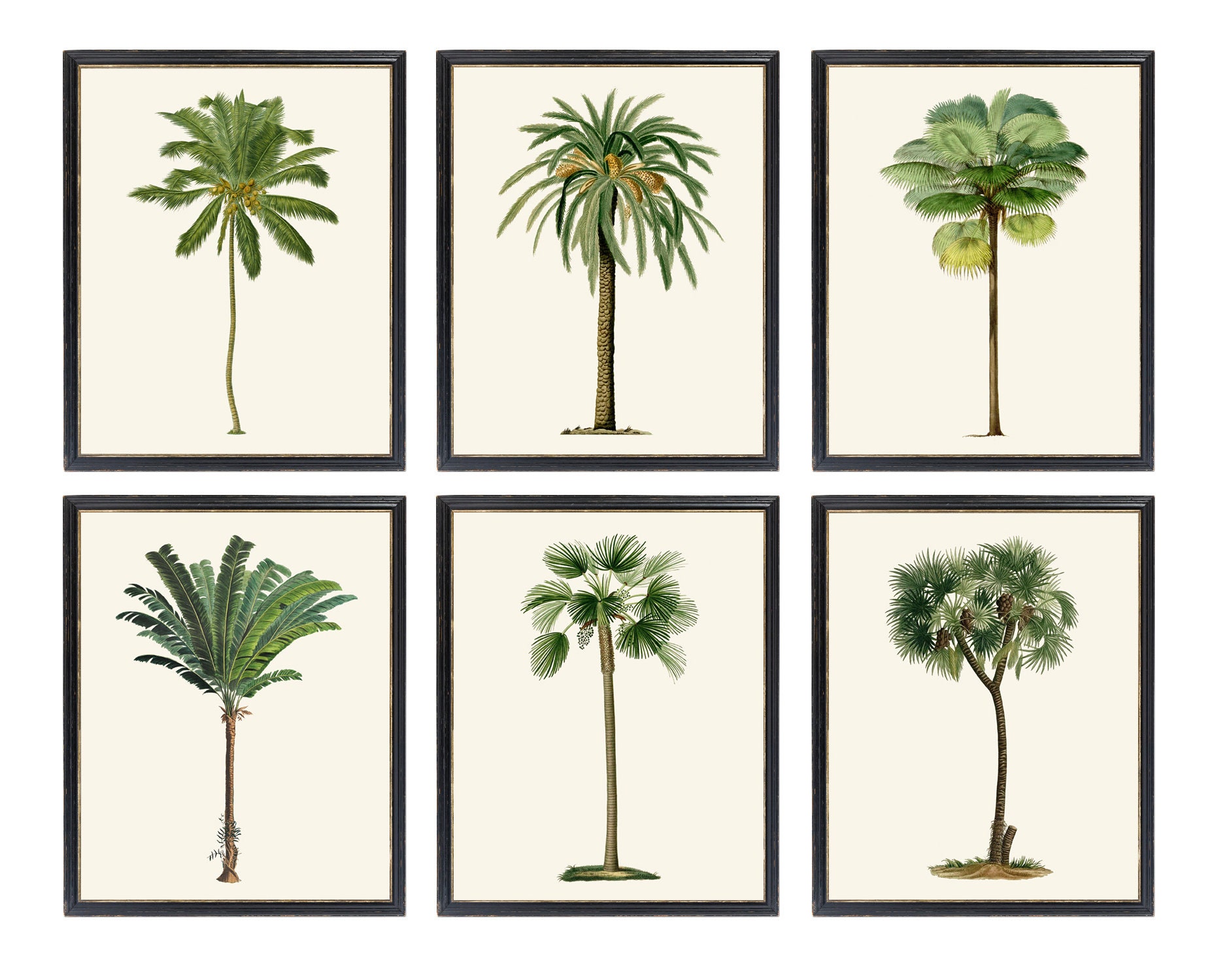 Set of 6 Tropical Palm Tree Printables Vintage Illustrations - Etsy Canada