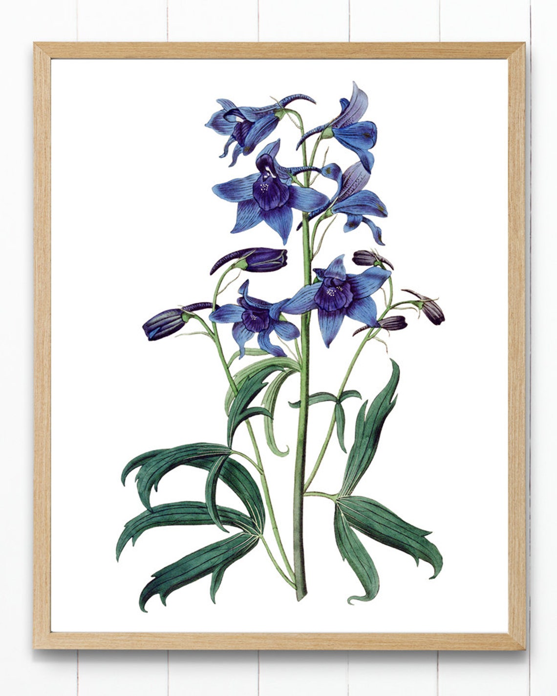Larkspur Flowers Digital Art Print, Vintage Botanical Illustration ...