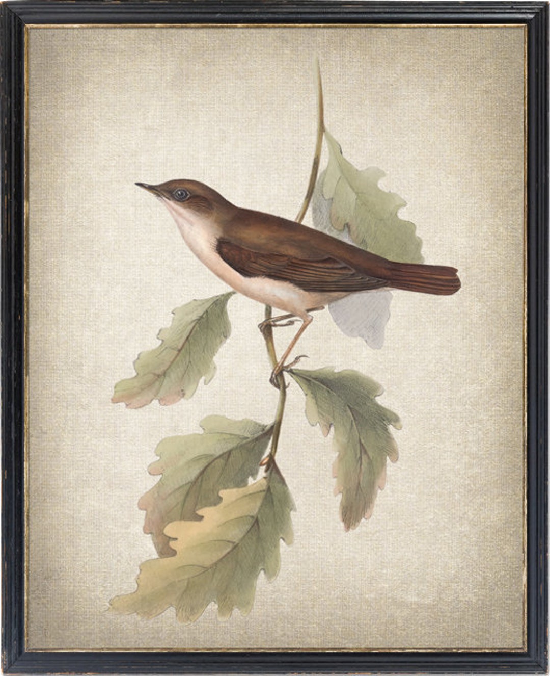 Nightingale Bird Digital Print, Vintage Illustration, Printable Bird ...