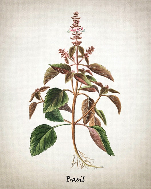 Basil Botanical Drawing