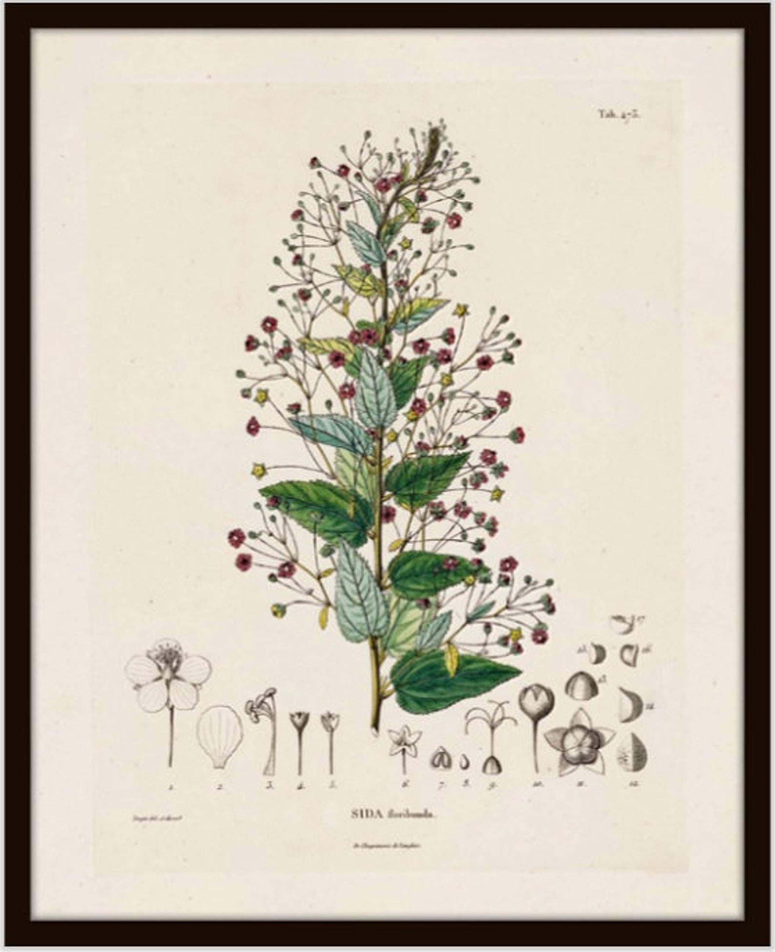 Botanical Studies Set of 12, 8x10 Printables, Antique French Plant ...