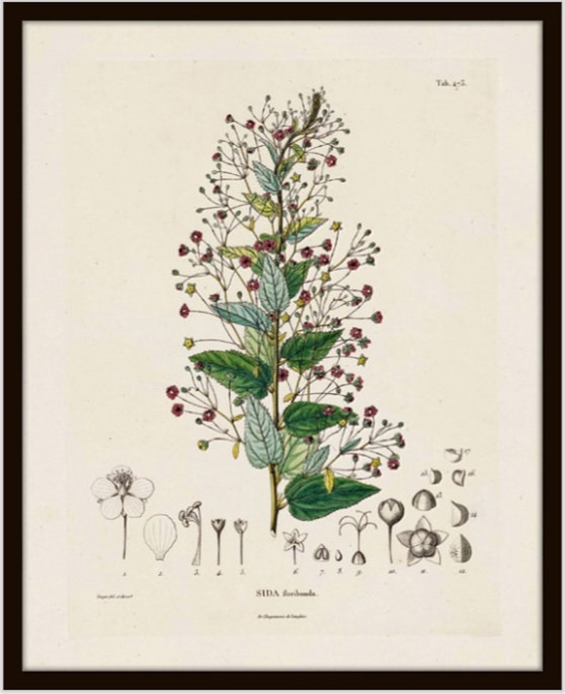 Botanical Studies Set of 12, 8x10 Printables, Antique French Plant ...