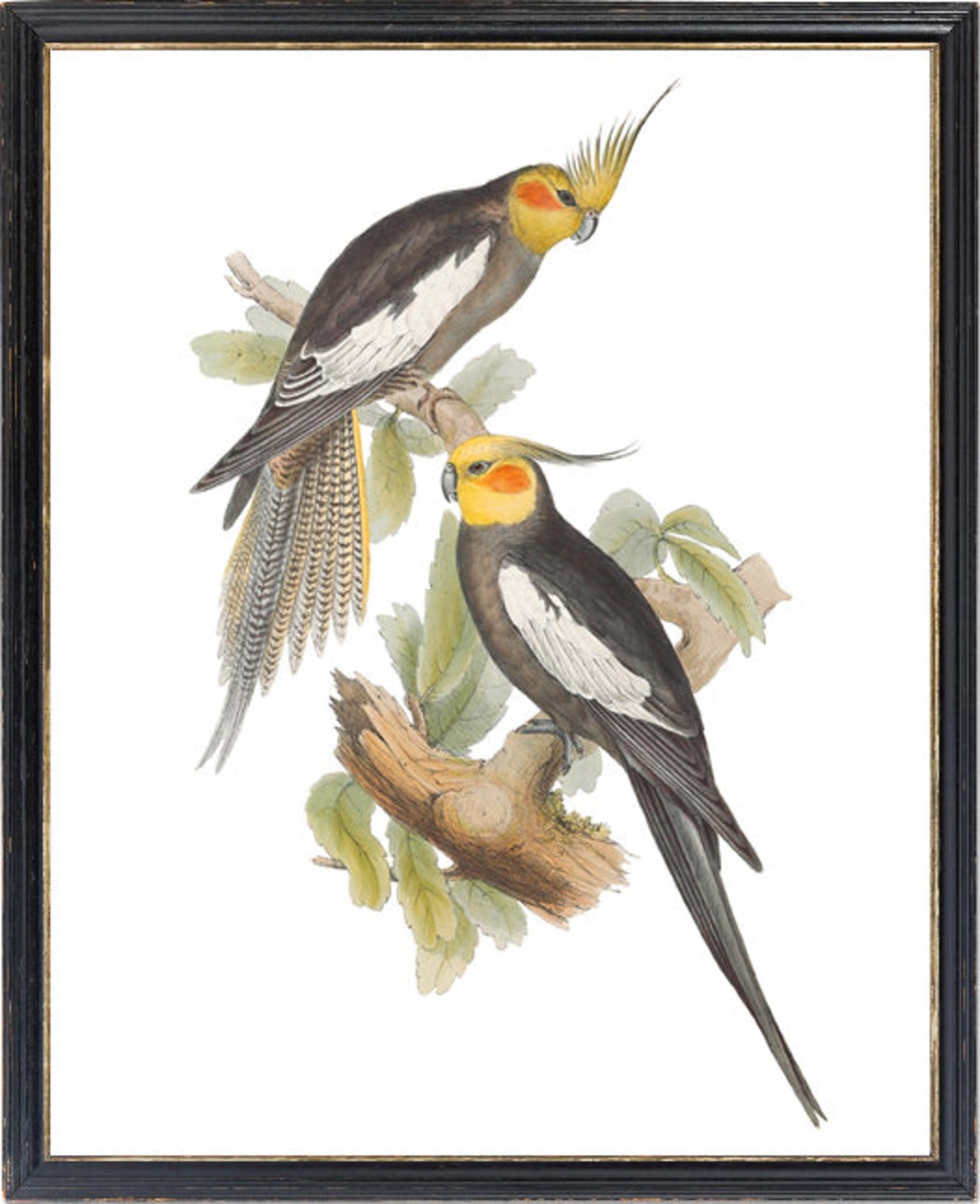 Cockatiel Birds Printable, Vintage Illustration, Natural History Bird ...