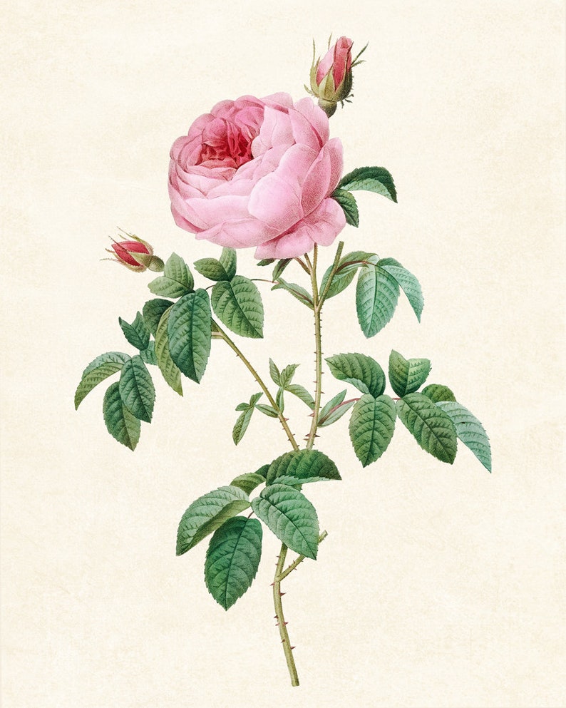 P.J. Redoute Pink Cabbage Rose Printable Art Vintage Flower - Etsy