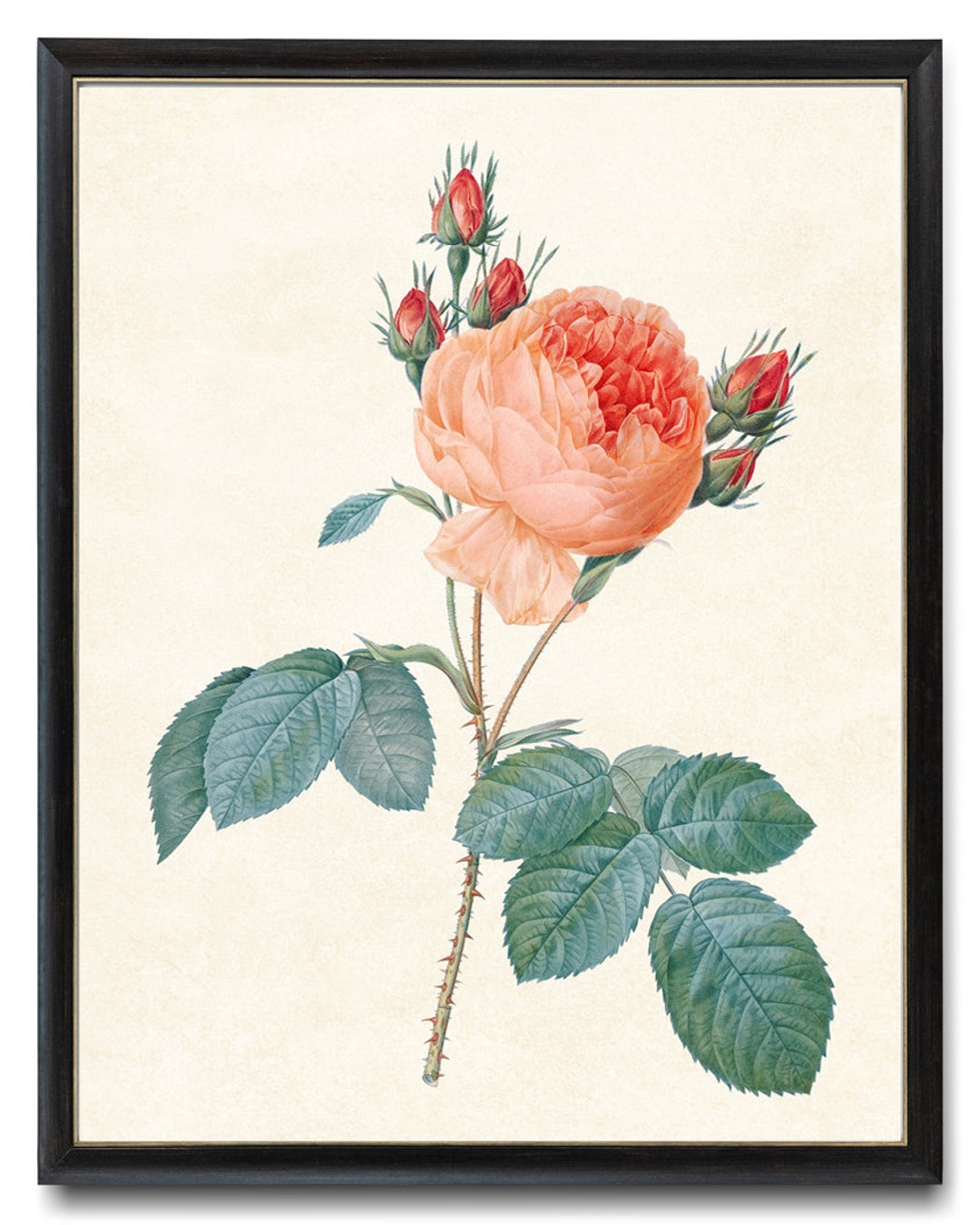 Peach Rose Printable, Vintage Flower Illustration, Botanical Wall Art ...