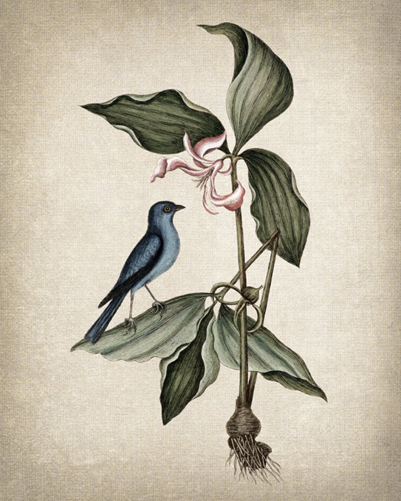 Set of 12 Vintage Birds Printable Art Vintage Mark Catesby - Etsy