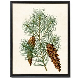 Eastern White Pine Printable, Vintage Botanical Illustration, Evergreen ...