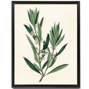 Digital Download 8x10 Art Print / Flowering Olive Plant Vintage ...