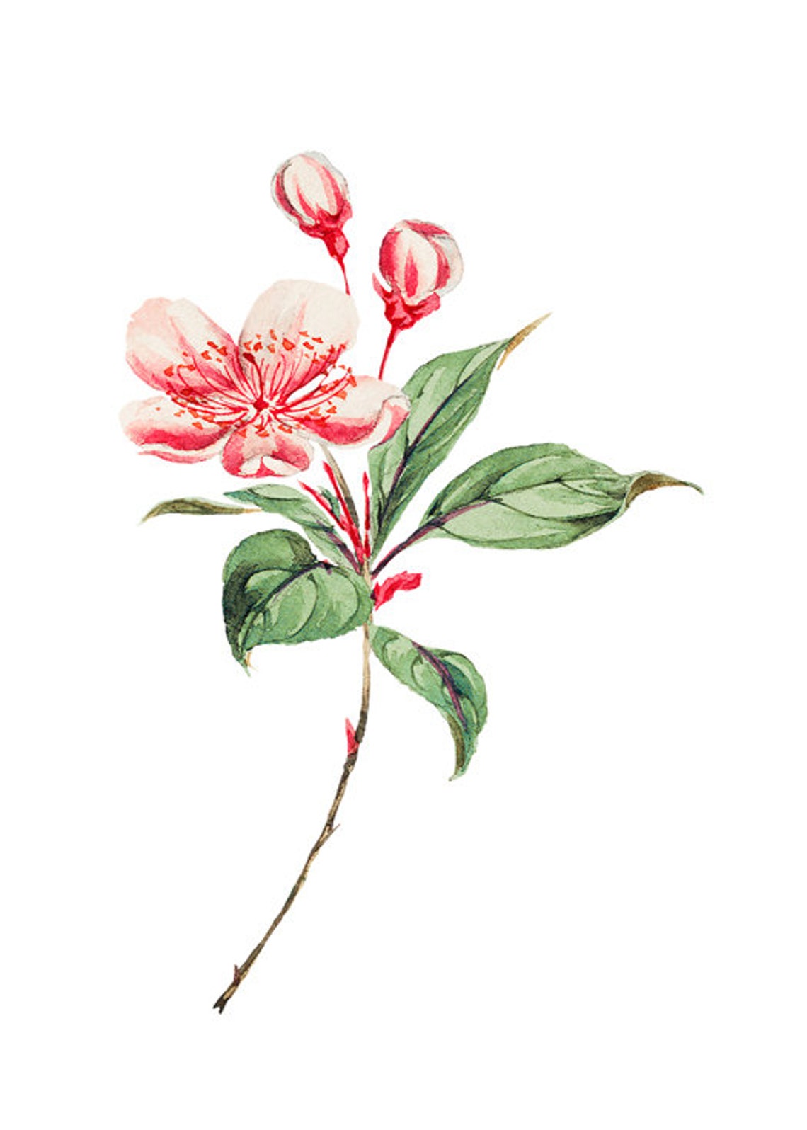 Pink Japanese Art Flowers Digital Download Antique Floral - Etsy