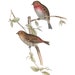 Digital Bird Print 'lesser Redpoll' Vintage - Etsy