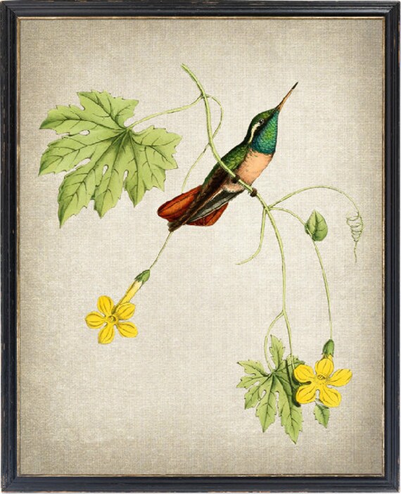 Xantus's Hummingbird Art Printable Vintage Illustration | Etsy