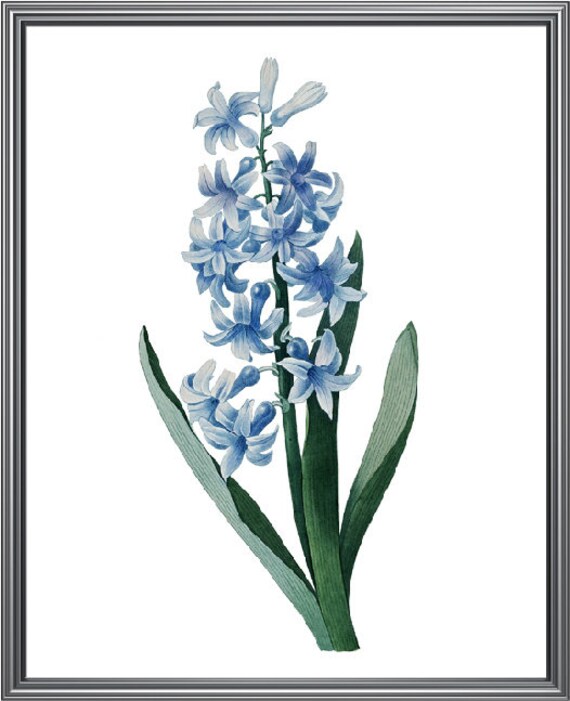 Digital Flower Print Blue Hyacinth Vintage Illustration | Etsy