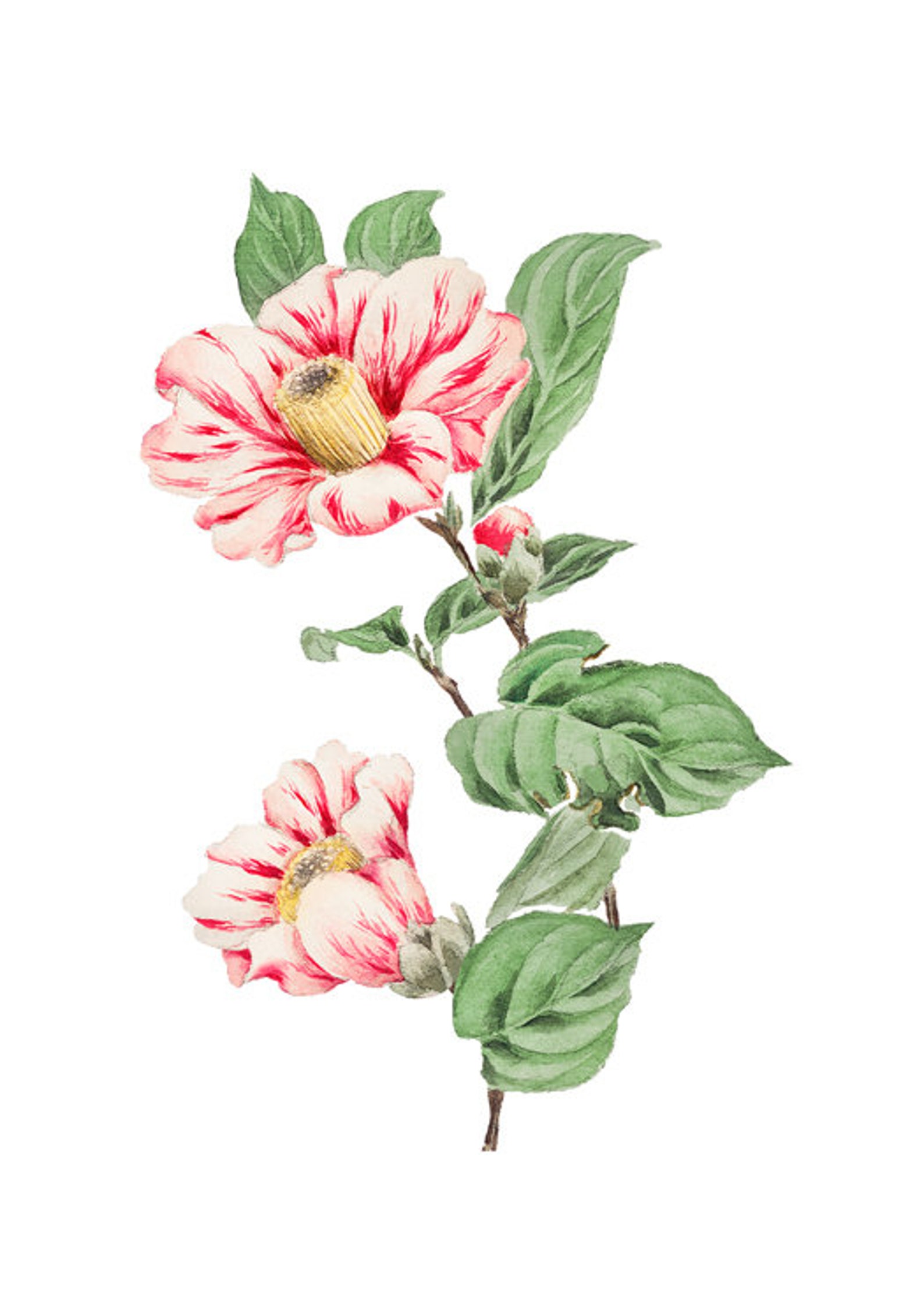 Pink Japanese Art Flowers Digital Download Antique Floral | Etsy