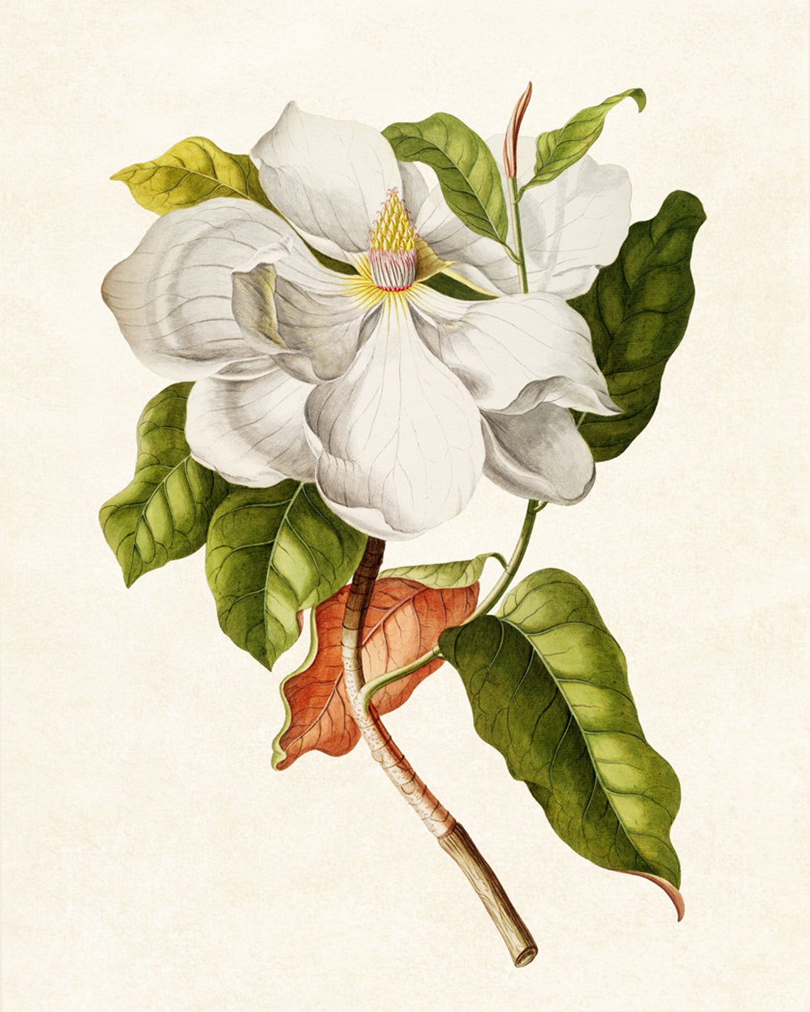 White Magnolia Art Print Vintage Illustration Southern - Etsy