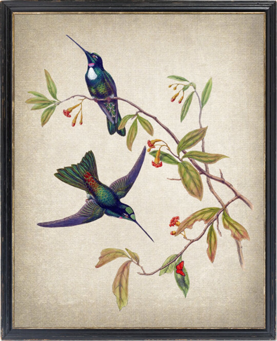 Hummingbird Printable Art, 'travie's Inca' Vintage Illustration, Bird ...