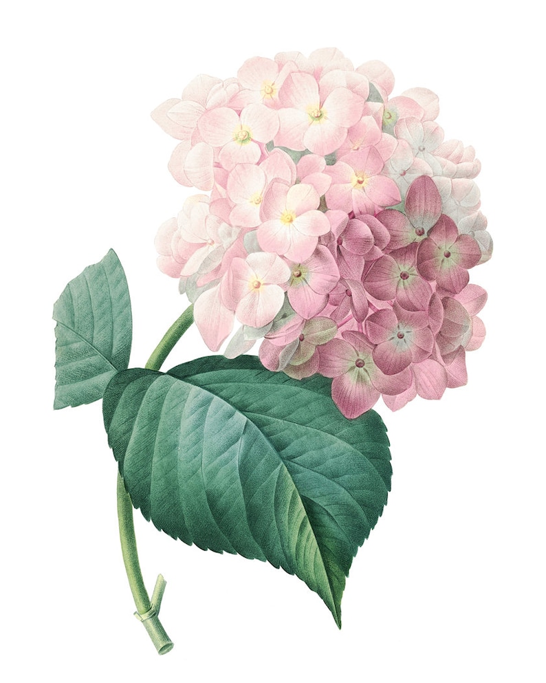 Pink Hydrangea Printable, Vintage Flower Illustration, Botanical Wall ...