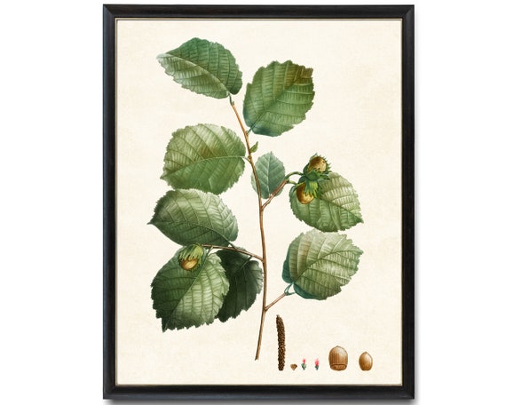 Hazelnut Tree Drawing