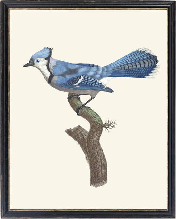 Bird Nature Art Blue Jay Bird Print Printable Bird Digital Download ...
