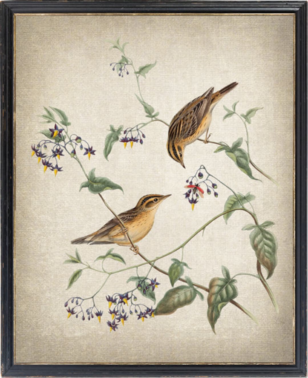 Warbler Birds Digital Print, 'aquatic Warblers' Vintage Illustration ...