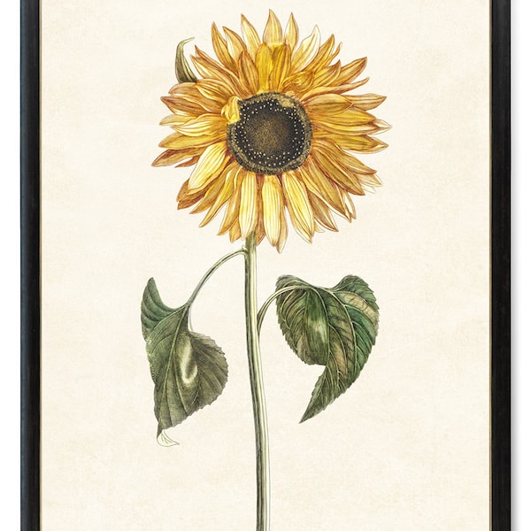Sunflower Art Print - Etsy