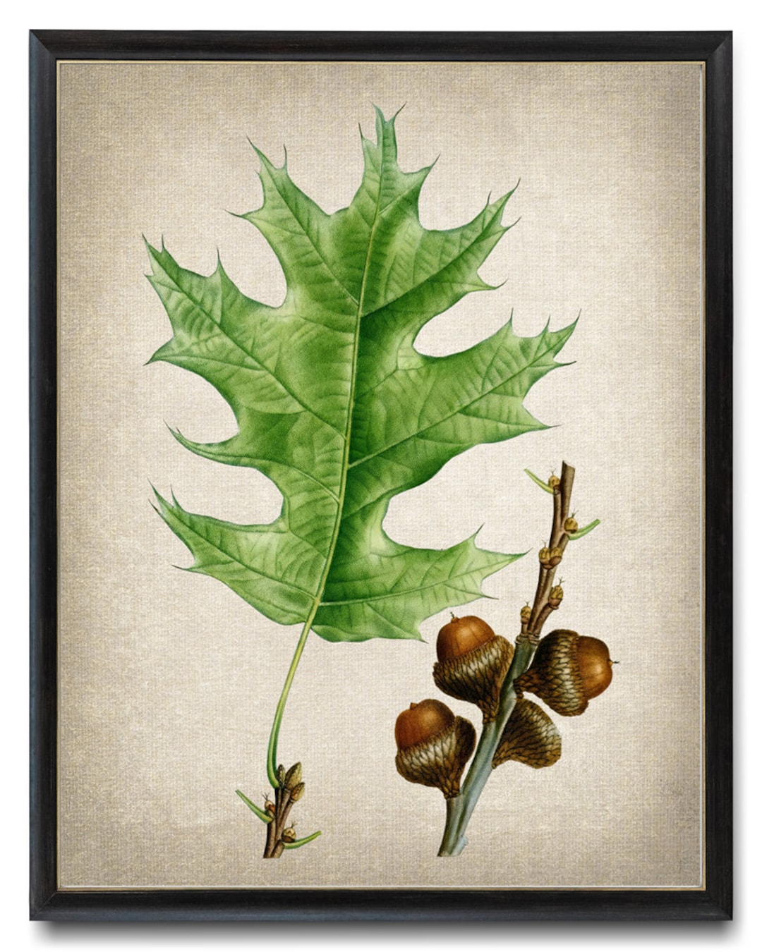 Black Oak Botanical Digital Print, Vintage Plant Illustration, Oak Leaf ...