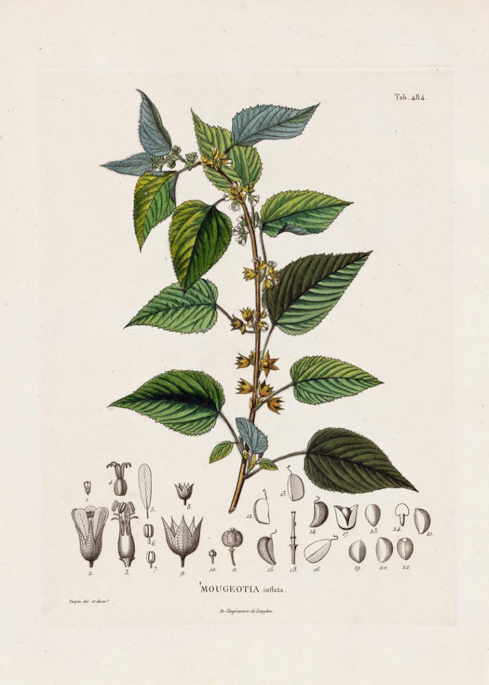 Botanical Studies 5x7 Set of 12 Printables Antique French | Etsy