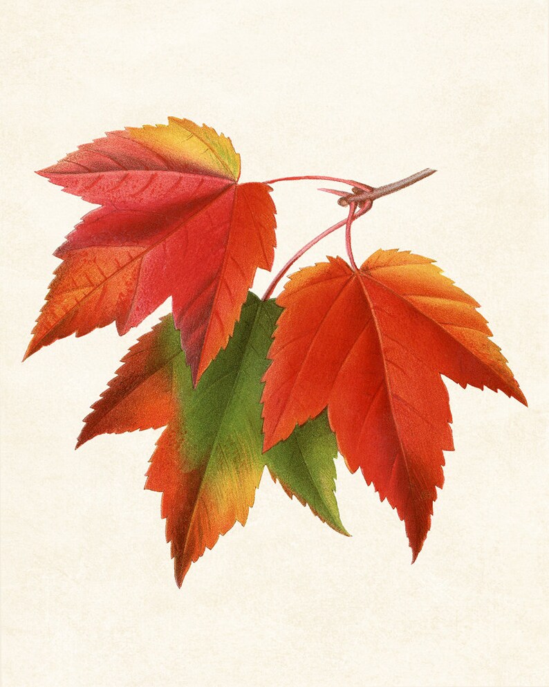 Red Maple Leaves Digital Print Vintage Illustration Fall - Etsy