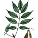 Botanical Red Ash Tree Branch Digital Print, Vintage Illustration ...