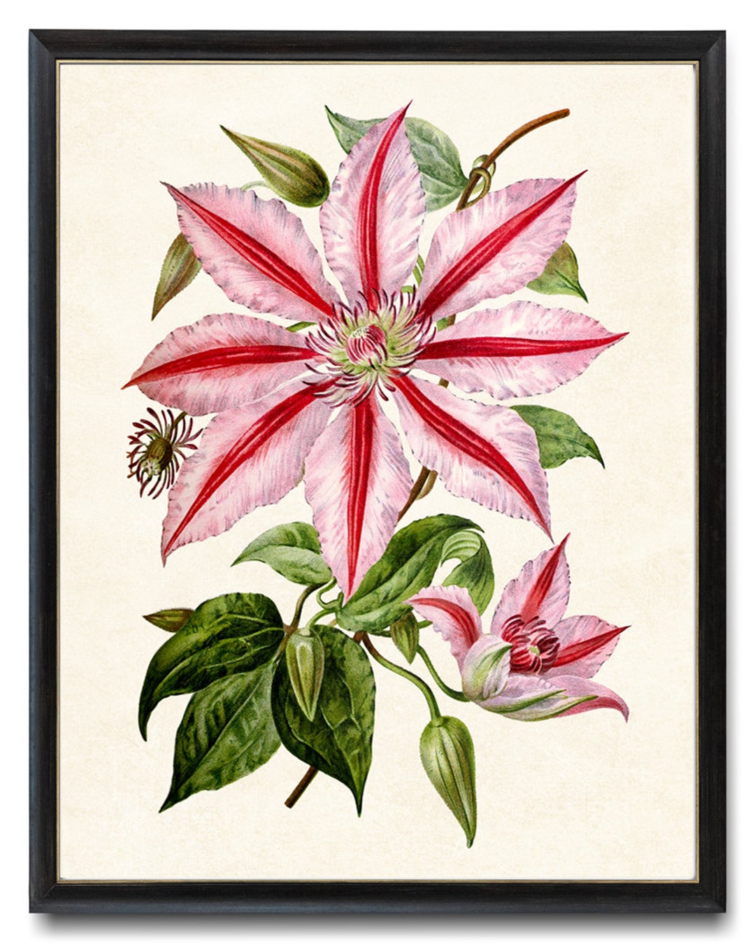 Pink Clematis Printable, Vintage Flower Illustration, Botanical Wall ...