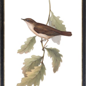 Nightingale Bird Digital Print, Vintage Illustration, Printable Bird ...
