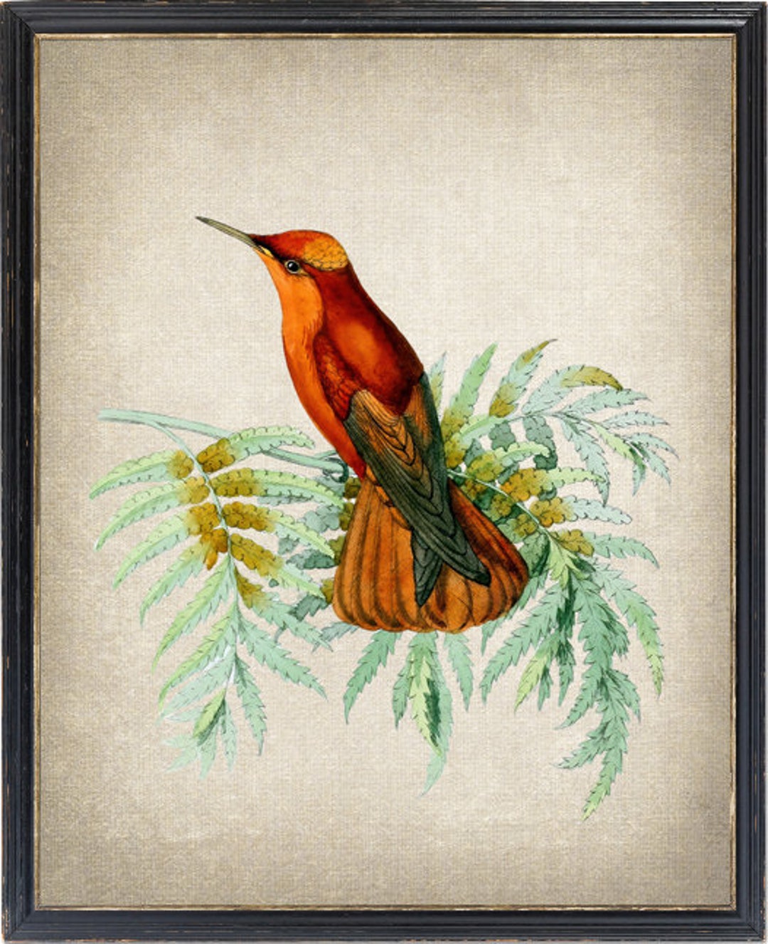 Print up to 24x30 Inches, Fire Crown Hummingbird Art Digital Print ...